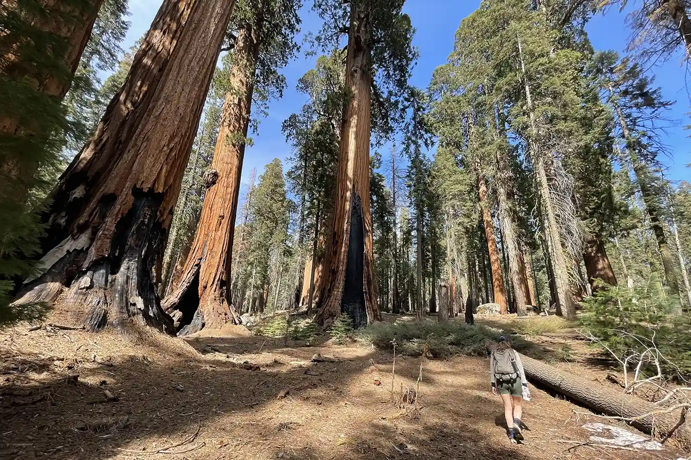What is the difference between Sequoia National Forest and Sequoia ... What is the difference between Sequoia National Forest and Sequoia ...